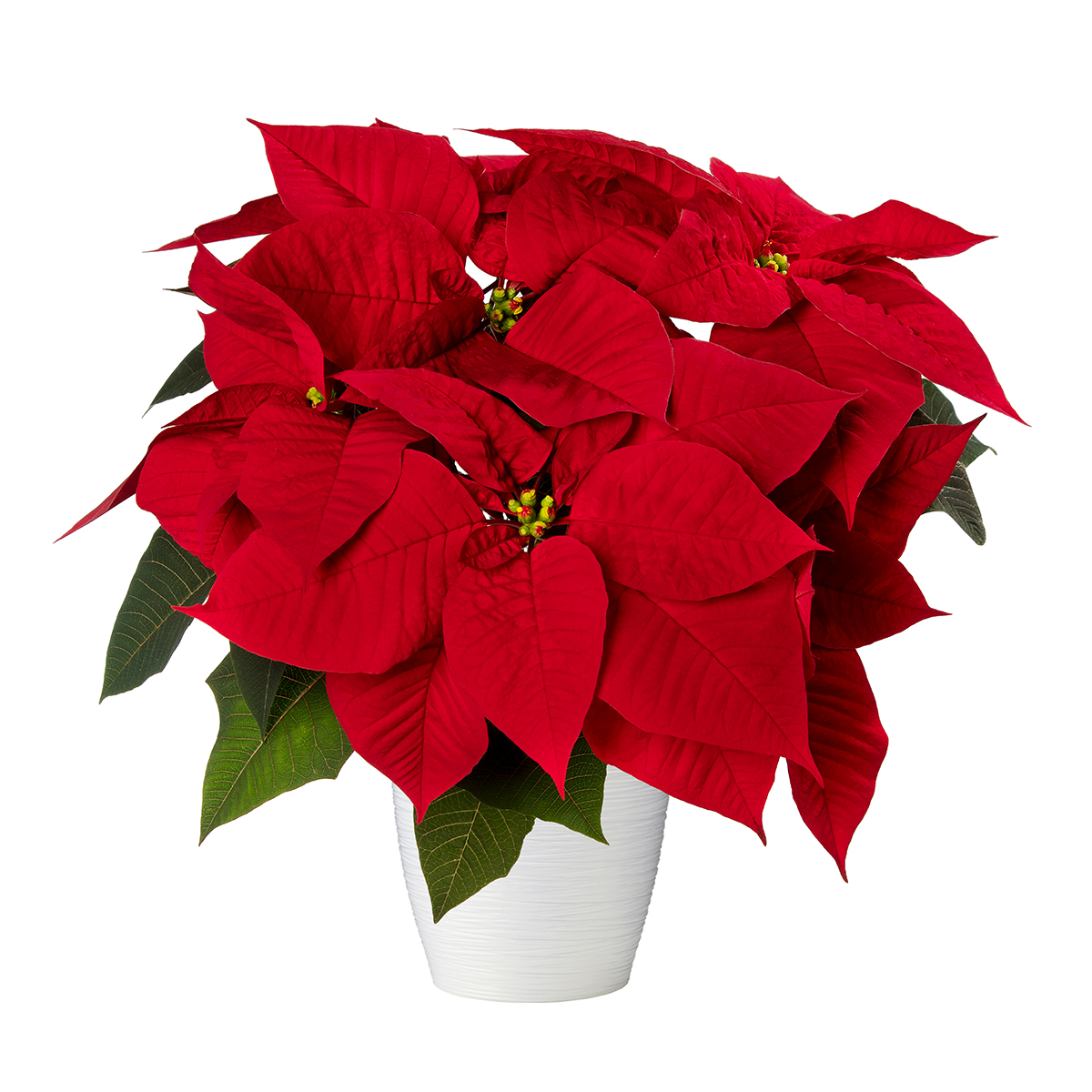 Home Page - Express Seed Company